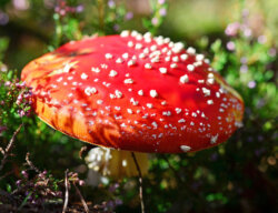 How to Use Comedogenicity Ratings | Lab Muffin Beauty Science