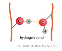 Hair frizz science: water and hydrogen bonds | Lab Muffin Beauty Science