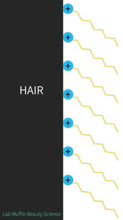 The Science of Hair Products: Shampoo and Conditioner | Lab Muffin ...