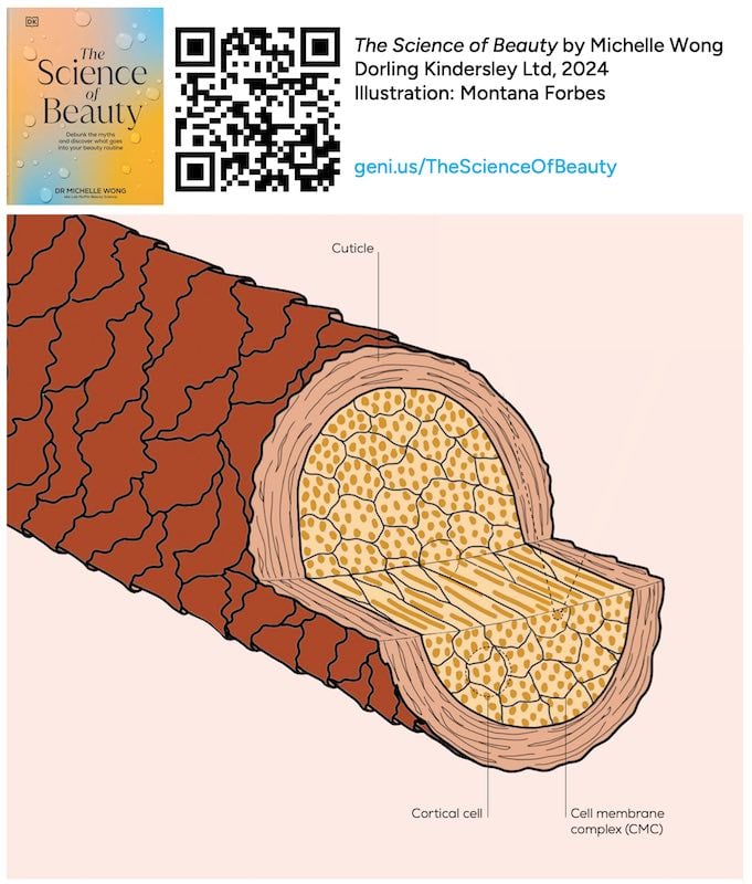 How to dry your hair, according to science | Lab Muffin Beauty Science